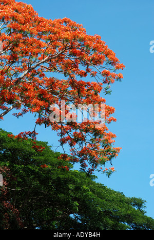 Top of the vaka tree on spring season in kerala Stock Photo - Alamy