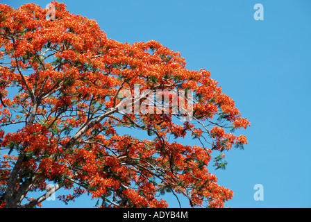 Top of the vaka tree on spring seasonin kerala Stock Photo - Alamy
