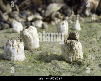 barnacle (Balanus spec.), on a rock, Germany, Lower Saxony Stock Photo ...