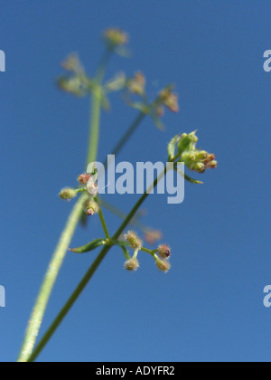 Wall bedstraw (Galium parisiense), Germany Stock Photo - Alamy