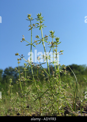WALL BEDSTRAW Galium parisiense (Rubiaceae Stock Photo - Alamy