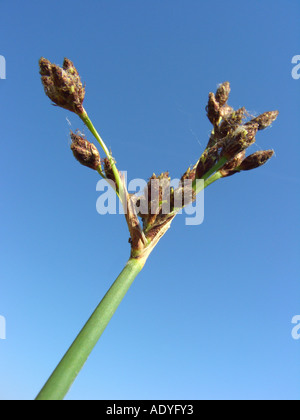glaucous bulrush, grey club-rush, soft-stem club-rush (Schoenoplectus ...