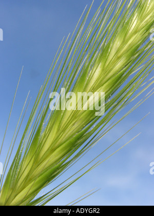 barley (Hordeum murinum L Stock Photo - Alamy