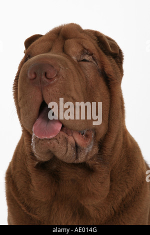 Shar pei puppy sticking out tongue Stock Photo - Alamy