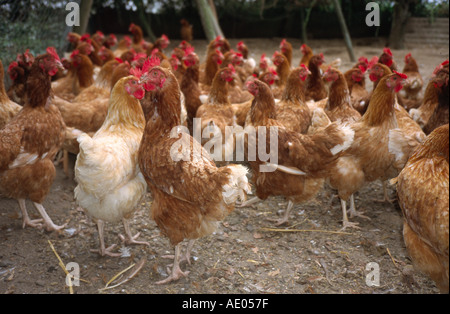chicken living naturally Stock Photo - Alamy