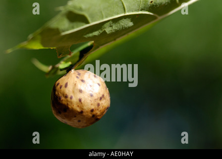 Spongy Oak Apple Gall Wasp (Amphibolips confluenta) Insecta Stock Photo ...