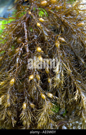 Japweed (Sargassum muticum) a brown seaweed, a naturalised pest, in a ...