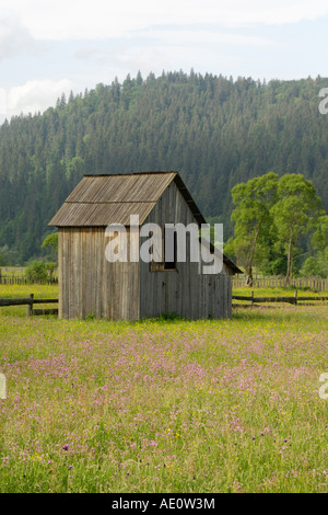 Wild flower meadows, near Varta Moldovitei, Moldavia / Southern ...