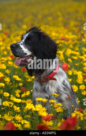 english springer spaniel sitting in field Stock Photo - Alamy