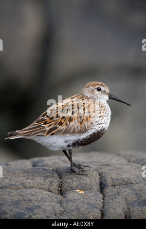 Dunlin in summer plumage Stock Photo - Alamy