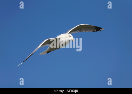 Common Gull Larus canus gliding over the sea Dancing Ledge Isle of ...
