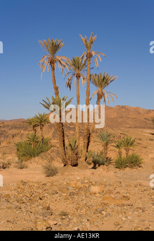 sahara africa in morocco palm the old contruction and historical ...