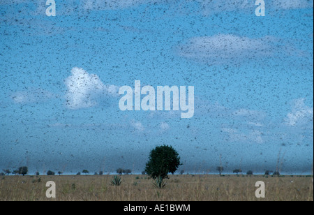 MADAGASCAR East Africa Insects Swarm of Locusts in flight across crops ...