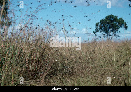 MADAGASCAR East Africa Insects Swarm of Locusts in flight across crops ...