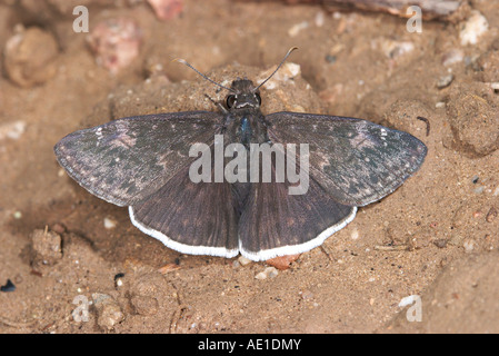 Funereal Duskywing Erynnis funeralis Tucson Arizona USA 10 May 2003 ...
