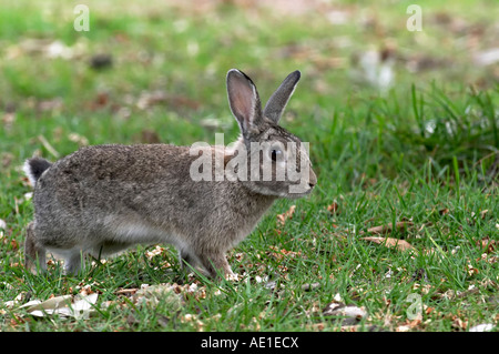 The introduced and very invasive European rabbit (Oryctolagus cuniculus ...