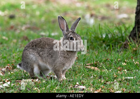 The introduced and very invasive European rabbit (Oryctolagus cuniculus ...