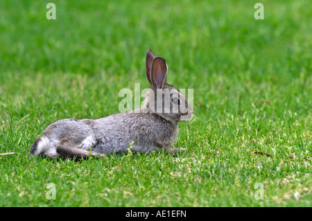 The introduced and very invasive European rabbit (Oryctolagus cuniculus ...