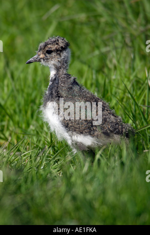 A cute Lapwing (Vanellus vanellus) chick searching for food in the ...