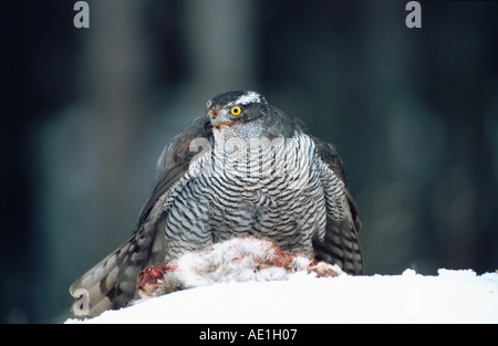 Goshawk, Accipiter gentilis, feeding on killed dark squirrel in the ...
