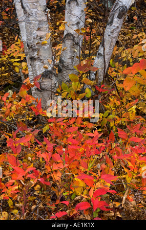 Autumn honeysuckle surrounding birch tree trunks, Ontario, Canada Stock ...