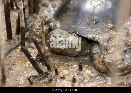 Head of a European pond terrapin sticking out of a mud on Pag Island in ...
