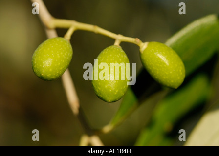 An olive tree branch with green olives and leaves Stock Photo - Alamy