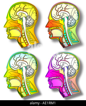 x-ray of human skull with color code Stock Photo - Alamy
