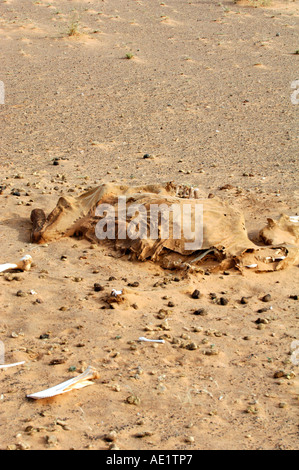 Macabre remains of a Camel corpse dried up in the desert heat Stock ...