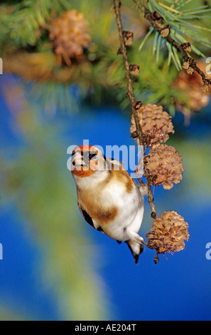 European goldfinch Carduelis carduelis, adult perched on moss covered ...