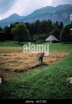 A Swiss farmer cutting grass for hay with a small mechanical mower in a ...