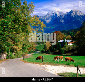 Cows in the pasture Stock Photo - Alamy