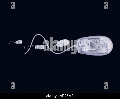 X RAY XRAY X-RAY PHOTOGRAPHIC IMAGE OF COMPUTER MICE SWIMMING LIKE ...
