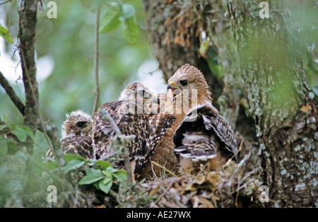 Red-shouldered Hawk Buteo lineatus adult mantling young in nest Stock ...