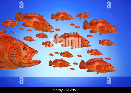 food fish COQ ROUGE Malediven perch salt water sea fish jewel perch ...