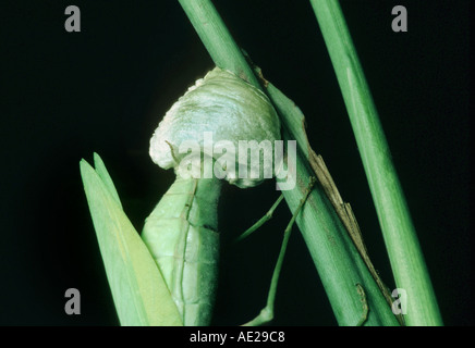 Praying mantis Mantis religiosa making a kokon cocoon on plant egg eggs ...