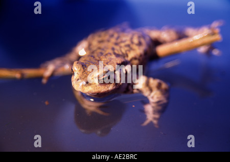 Common frog resting on a sticks in a pond Stock Photo - Alamy