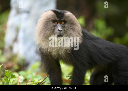 Lion Tailed Maquac, at Anamalai, Tamilnadu, India Stock Photo - Alamy