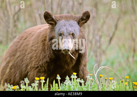 Black Bear (Ursus americanus) with Bald Eagle (Haliaeetus leucocephalus ...