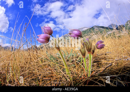 wild blue flowers at Jasper National Park Stock Photo - Alamy