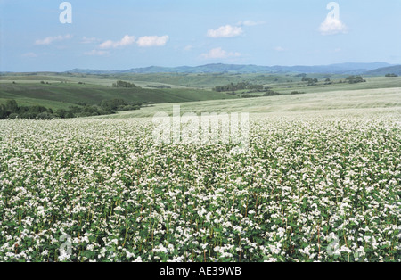 Buckwheat cornfield. Altai. Siberia. Russia Fish eye lens Stock Photo ...