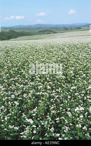 Buckwheat cornfield. Altai. Siberia. Russia Multiple exposure Stock ...