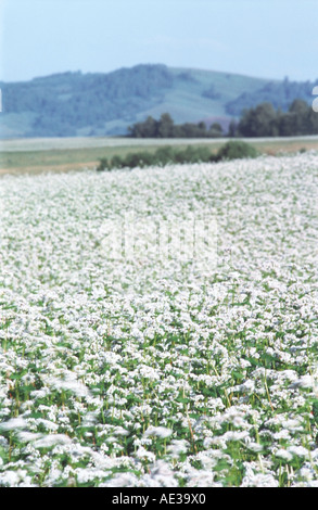 Buckwheat cornfield. Altai. Siberia. Russia Multiple exposure Stock ...