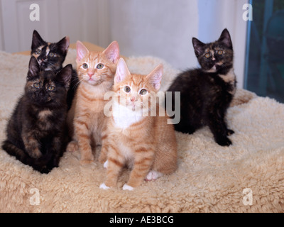 Five Ginger Kittens Three Weeks Old Stock Photo - Alamy