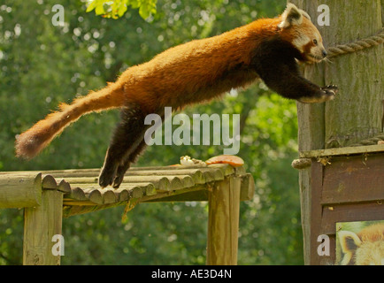A Red Panda leaping Stock Photo - Alamy