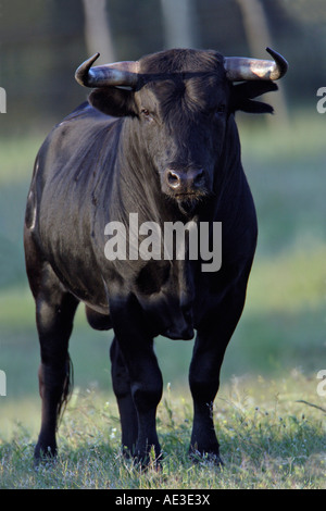 domestic cattle (Bos primigenius f. taurus), grazing milkers on a ...