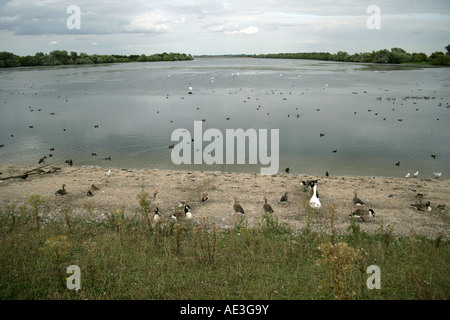 Wildfowl at the Abberton reservoir Essex England UK Stock Photo - Alamy