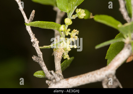 Desert Hackberry Celtis pallida Tucson Arizona United States 29 July ...