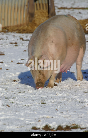 Pig in snow covered field Stock Photo - Alamy