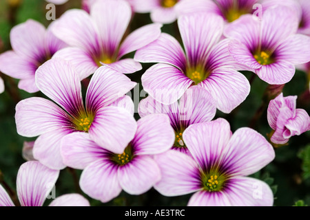 Oxalis Ione Hecker Family Oxalidaceae Stock Photo - Alamy